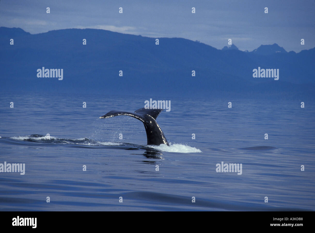 MAMMAL WHALE Humpbacked Stock Photo - Alamy