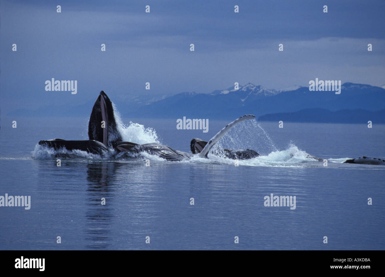 Humpbacked hi-res stock photography and images - Alamy