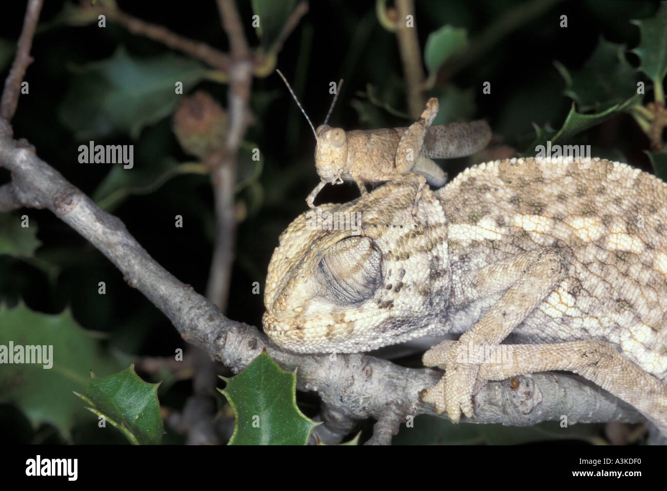 REPTILE MIXED SPECIES Stock Photo - Alamy