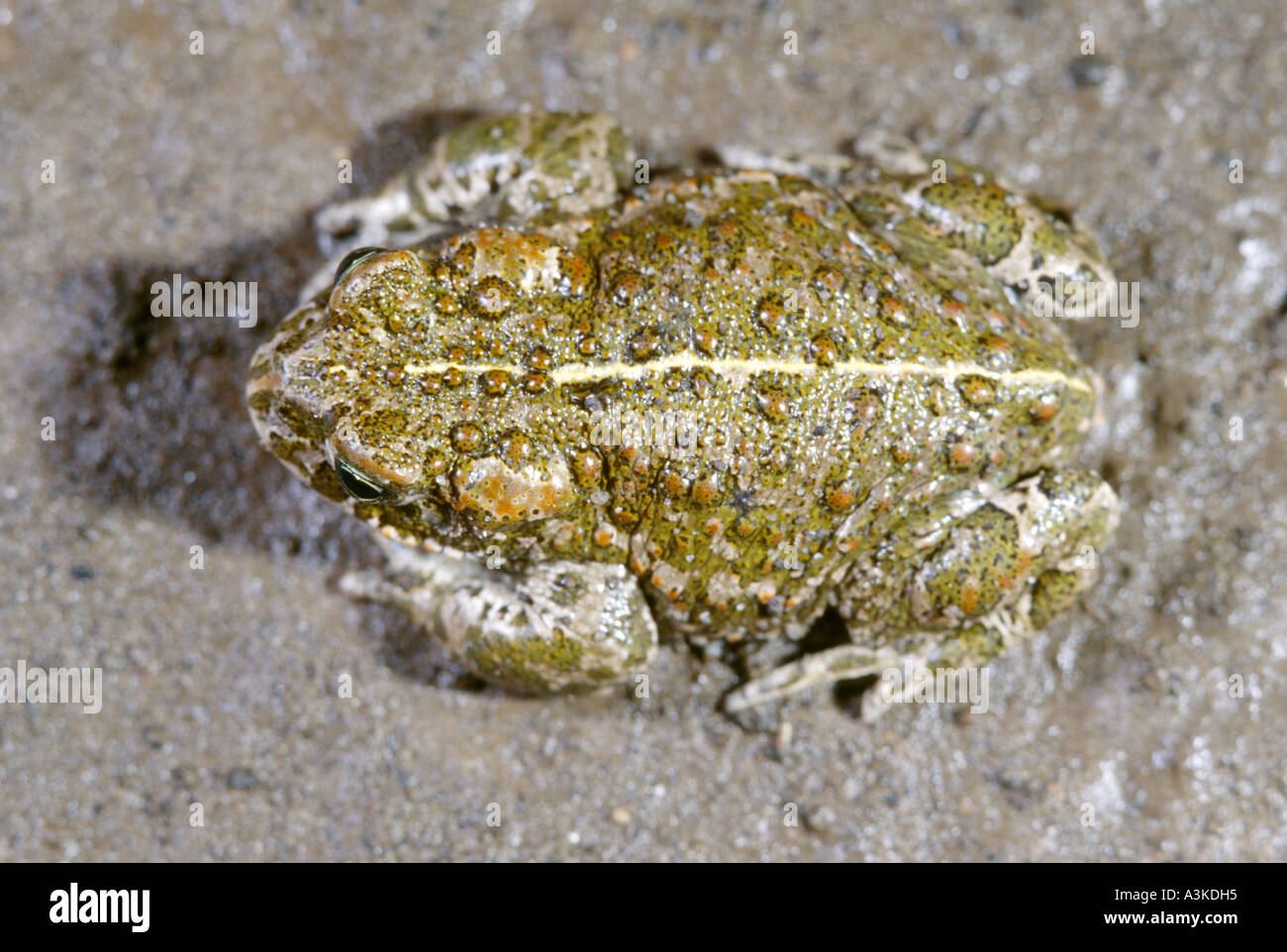 Natterjack toad (Bufo calamita) during toad migration viewed from above ...