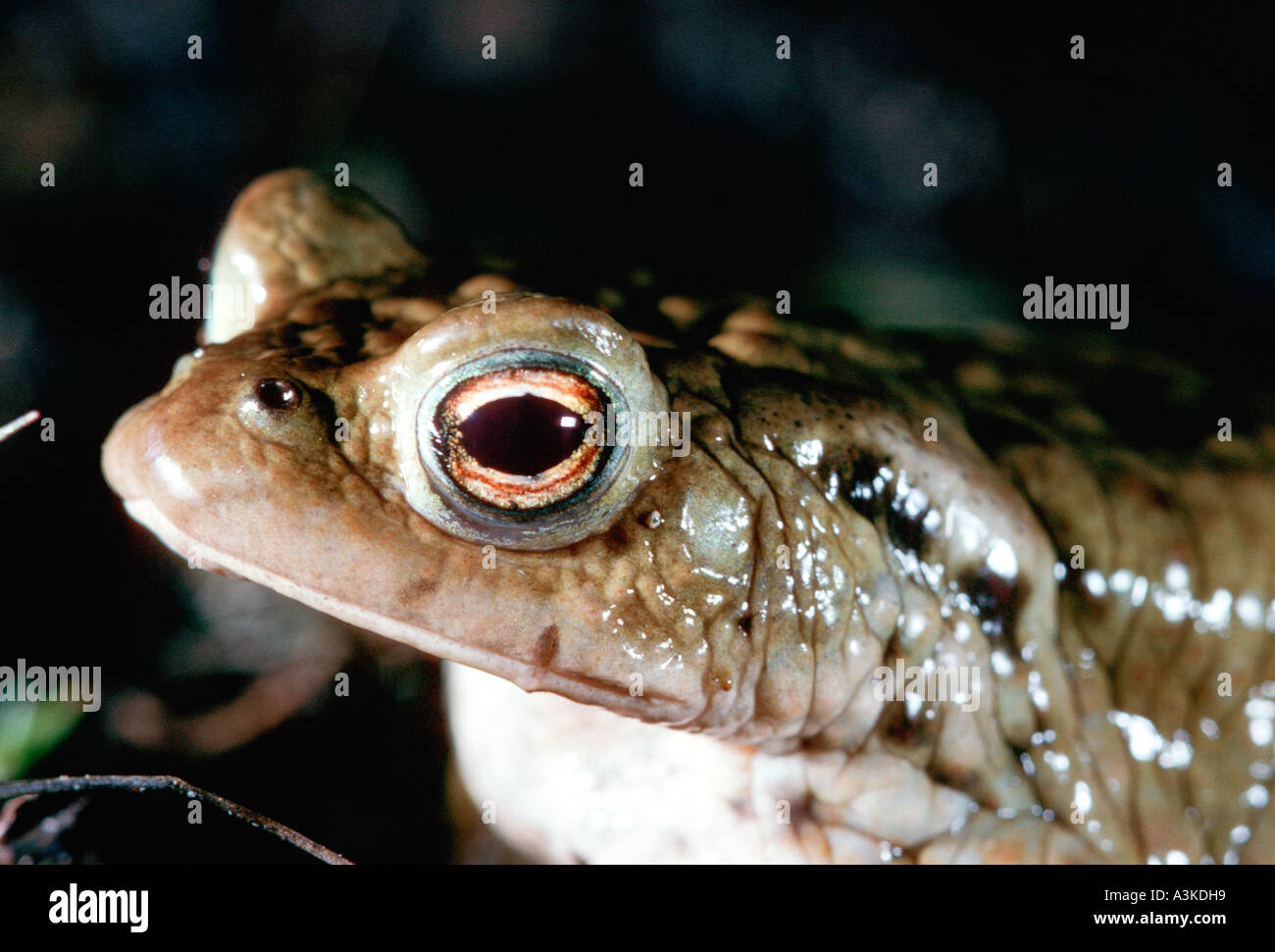 Toad migration, Common Toad (Bufo bufo), European Toad Portrait Stock ...