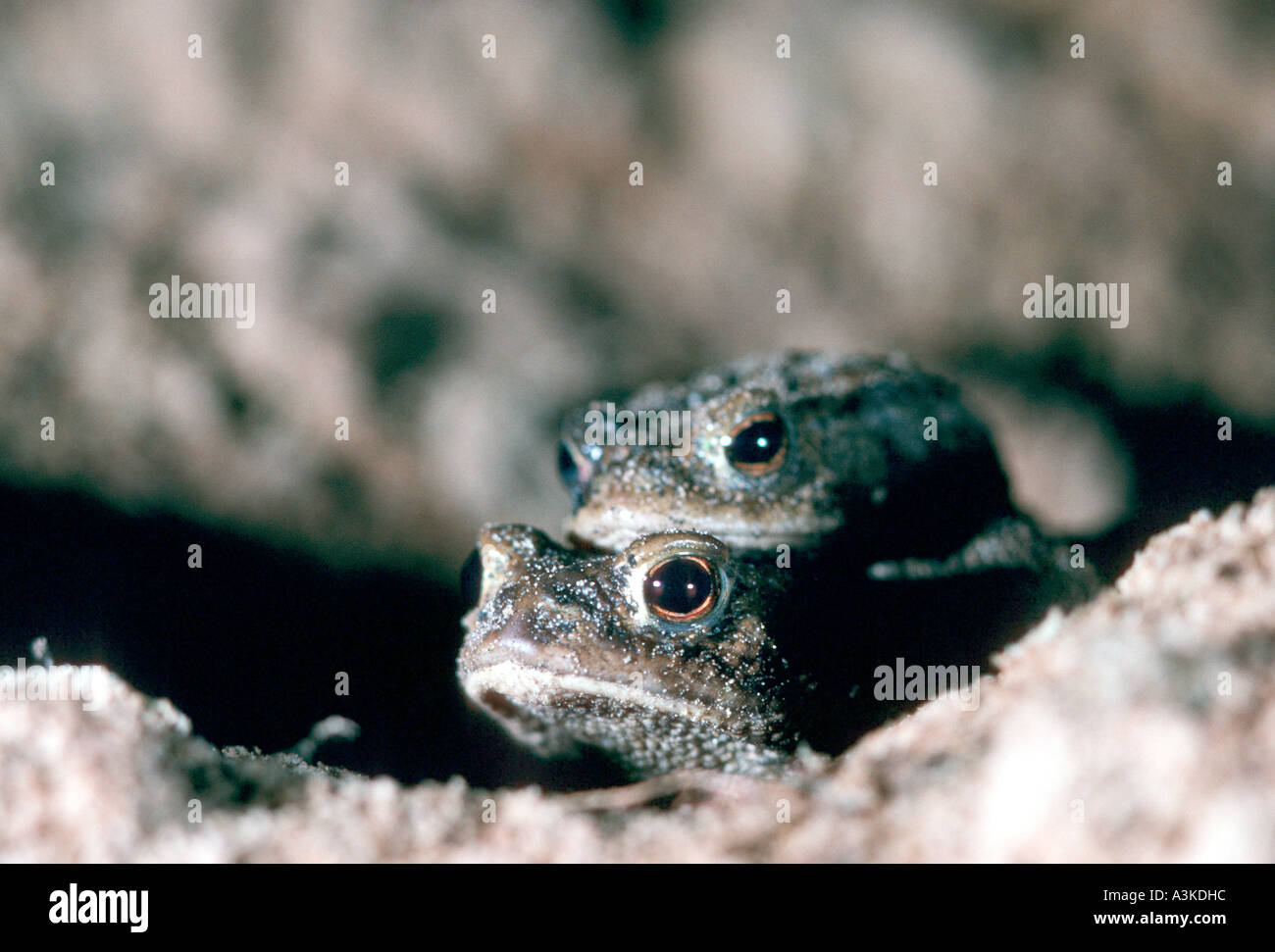 Upward migration hi-res stock photography and images - Alamy