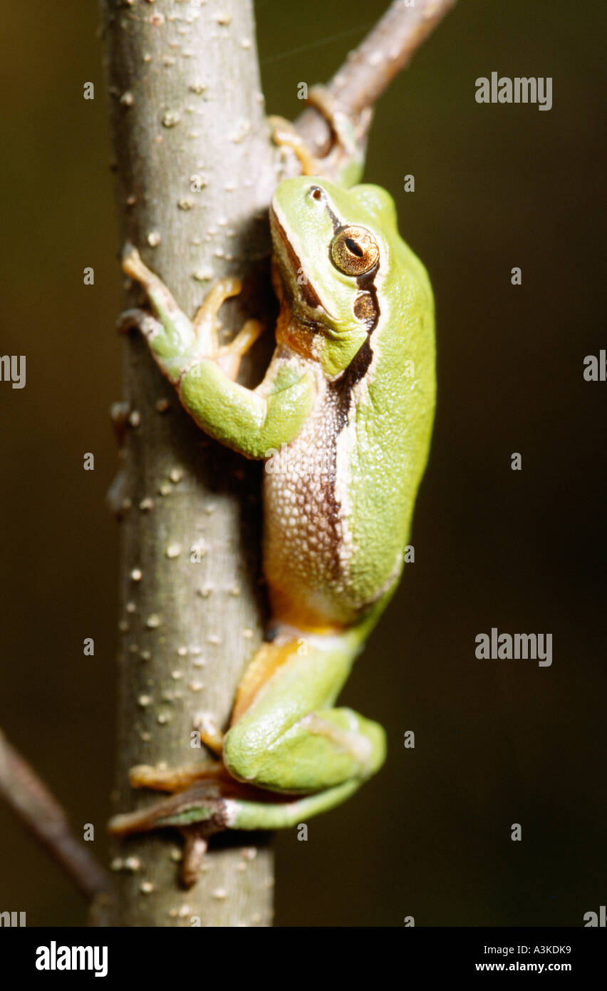 Little european tree frog hi-res stock photography and images - Alamy
