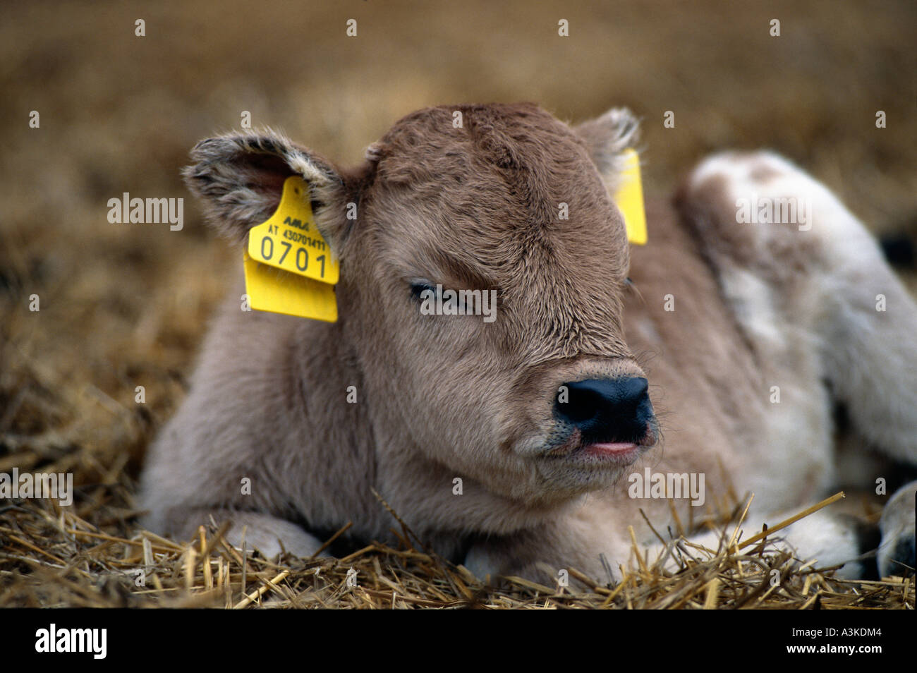 With earmarks hi-res stock photography and images - Alamy