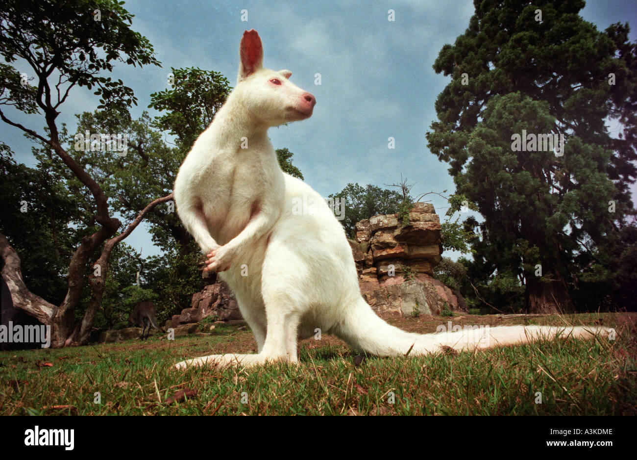 Albino animal hi-res stock photography and images - Alamy