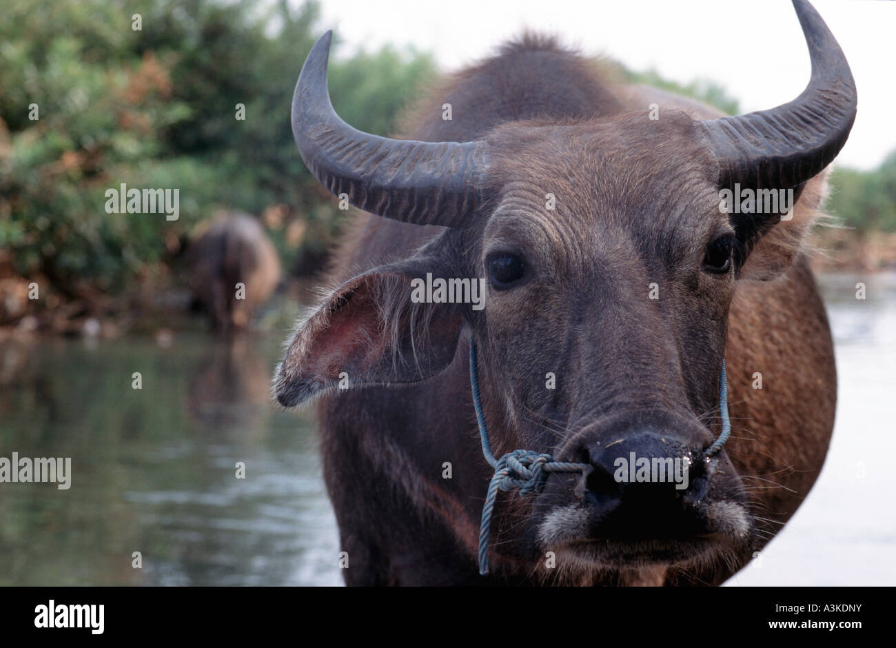Water buffalo enjoying a bath in the river Mekong on the Laotian island ...