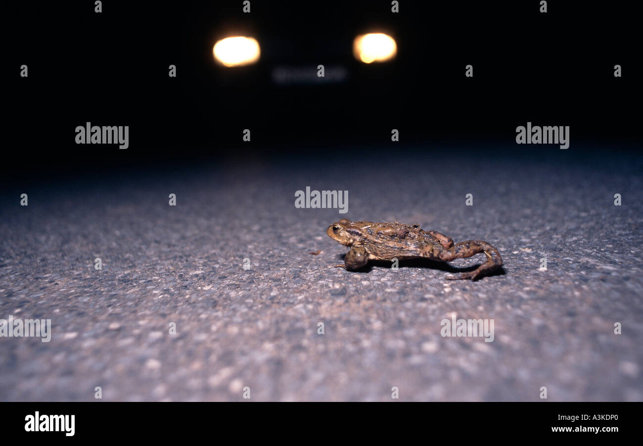 European Toad, Common Toad during Toad Migration in front of a car ...