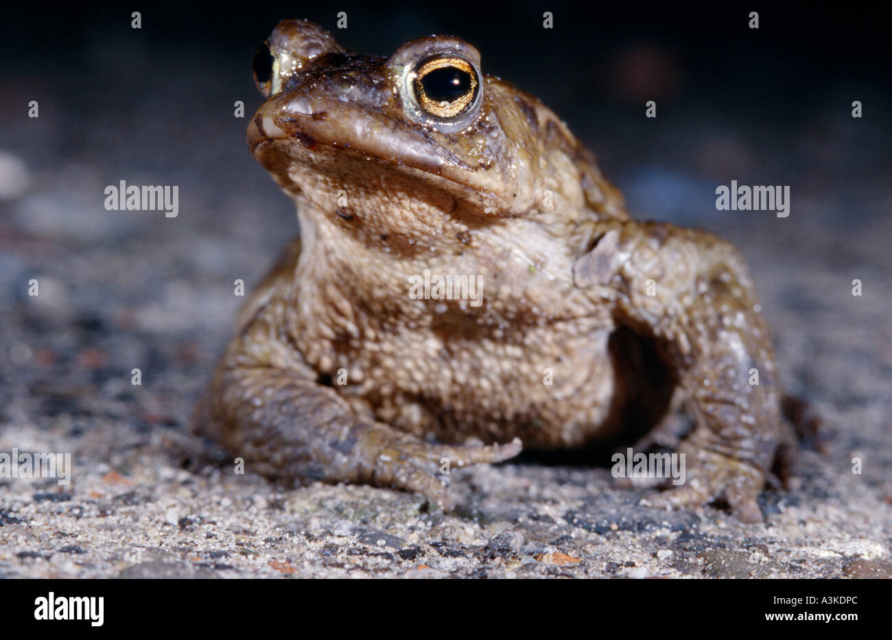 Common crawl hi-res stock photography and images - Alamy