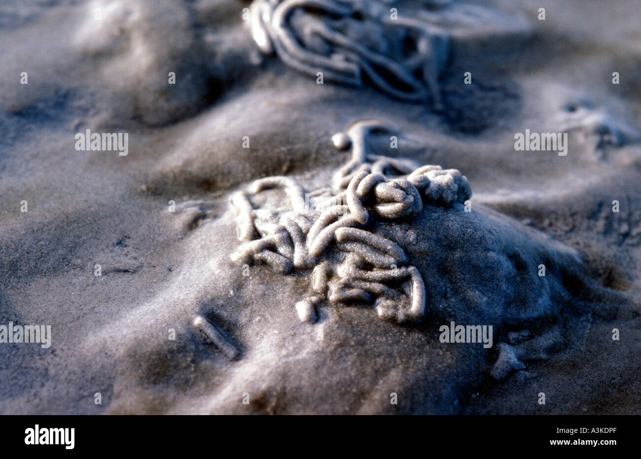 Lugworm (Arenicola maritima), Nationalparc Wattenmeer, Germany Stock ...
