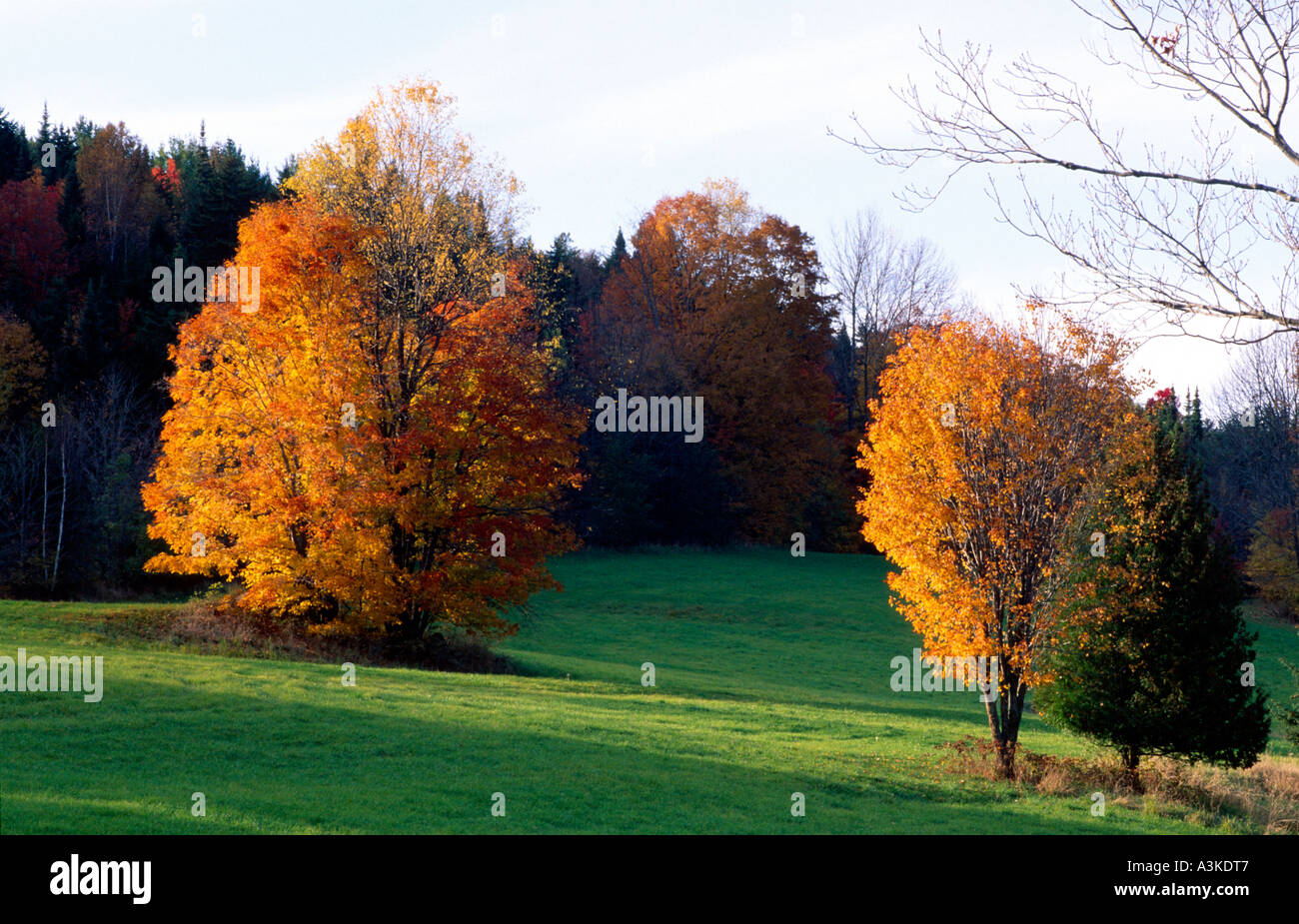Sugar maple tree in autumn vermont usa hi-res stock photography and ...