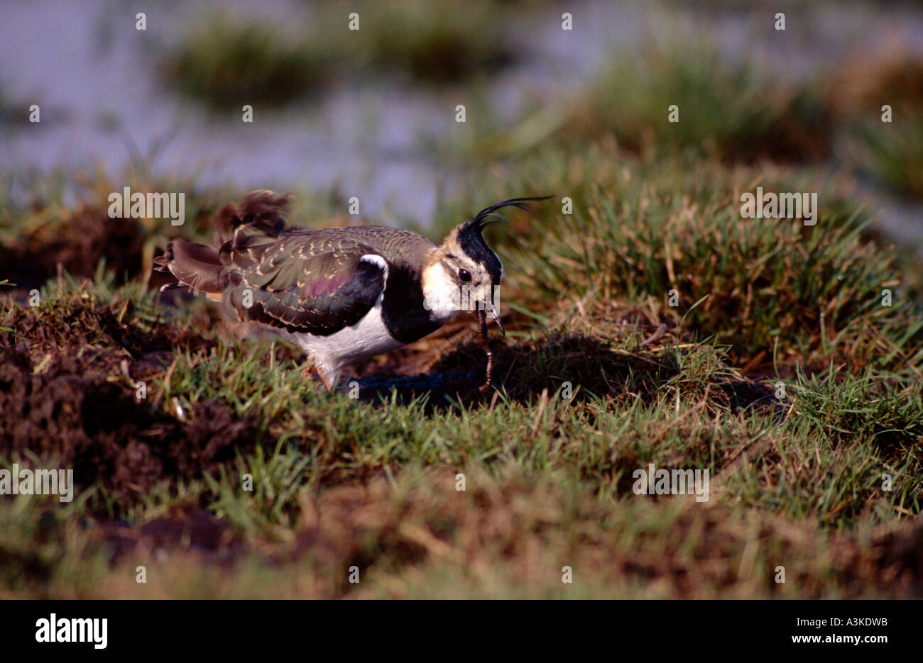 Northern Lapwing (Vanellus vanellus), adult bird catching worm in wet ...