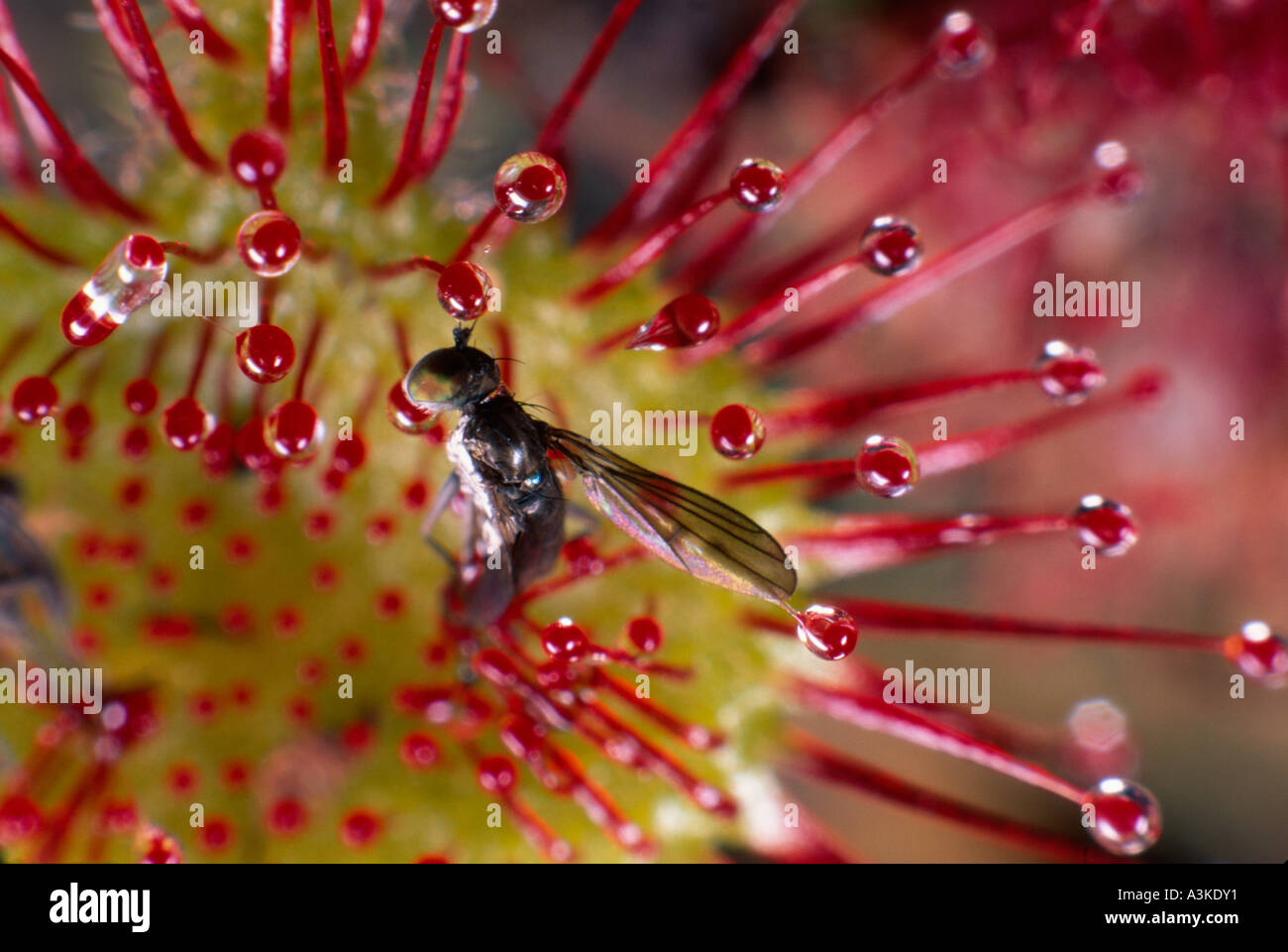 Sundew and insect hi-res stock photography and images - Alamy