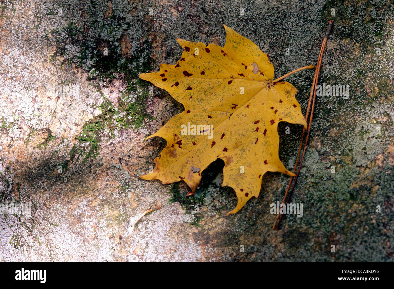 Sugar Maple Leaf and Rock, Indian Summer, Fall Colurs, Algonquin ...