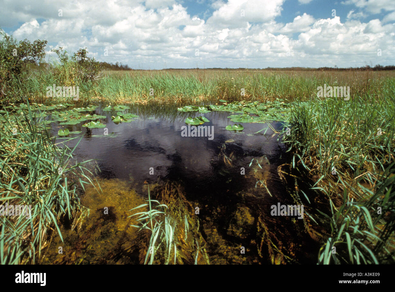 ECOSYSTEM WETLAND Swamp Stock Photo - Alamy