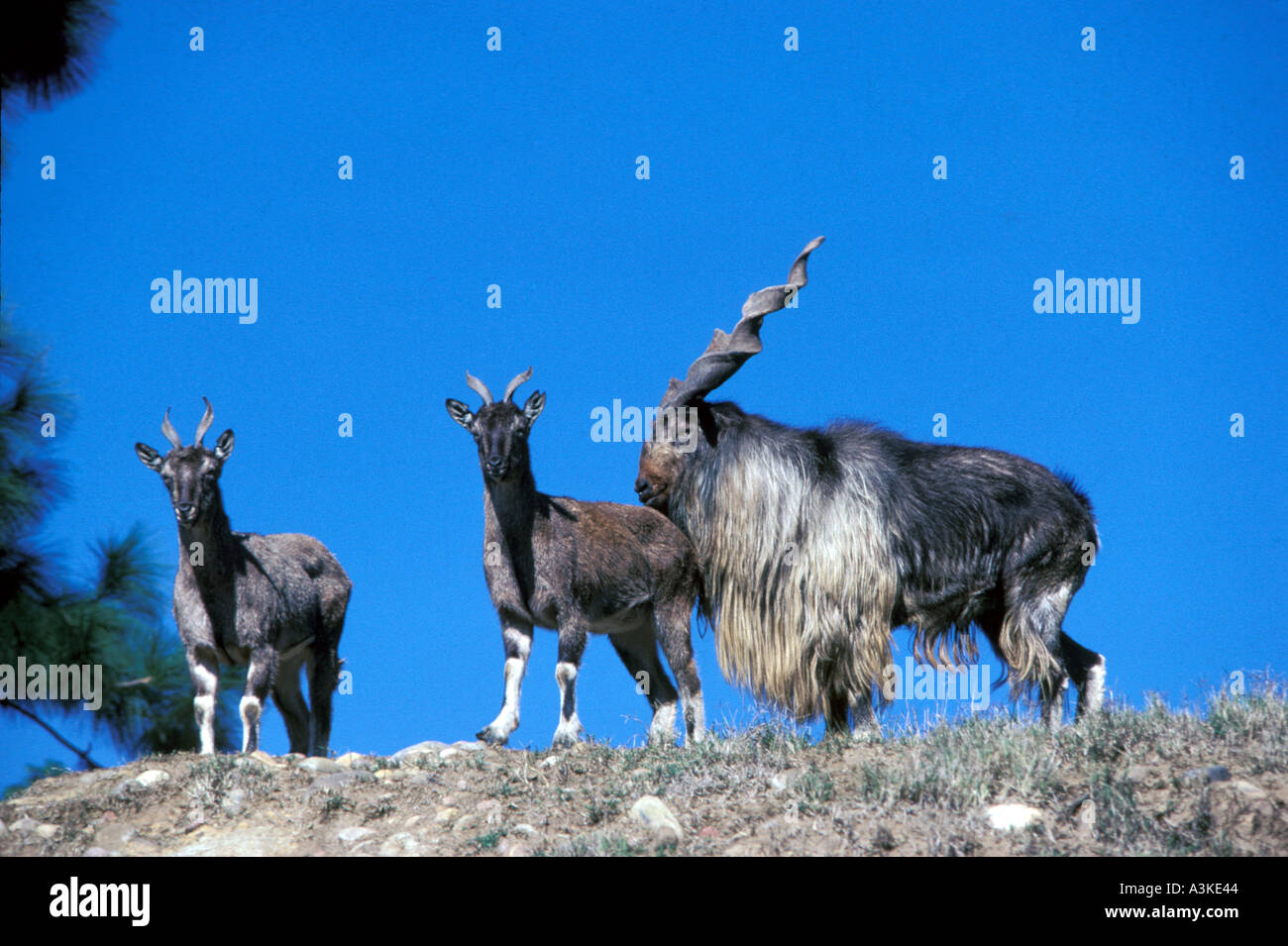 MAMMAL MARKHOR Turkomen Stock Photo - Alamy
