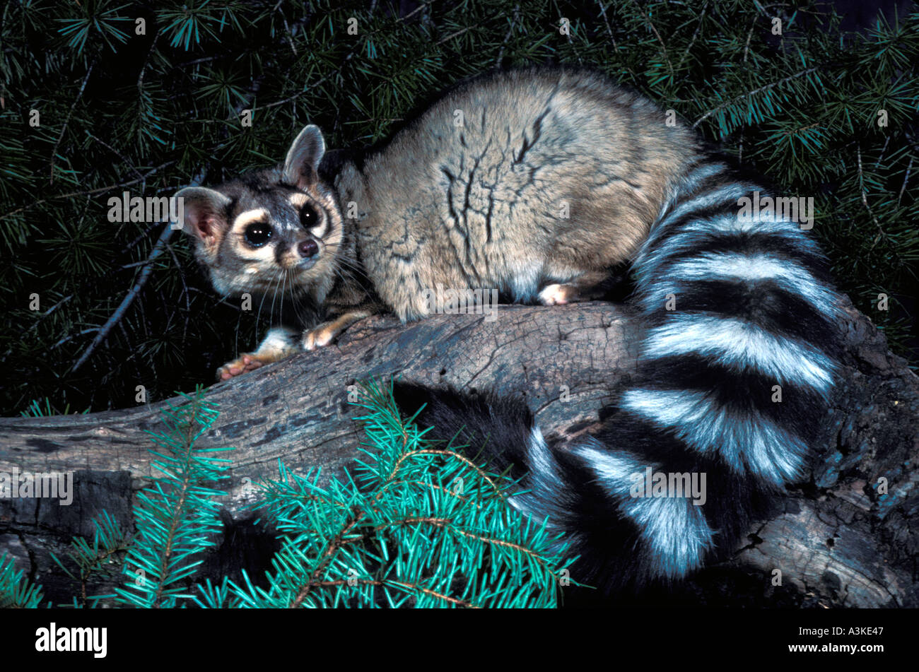 MAMMAL CACOMISTLE Ringtail Stock Photo - Alamy