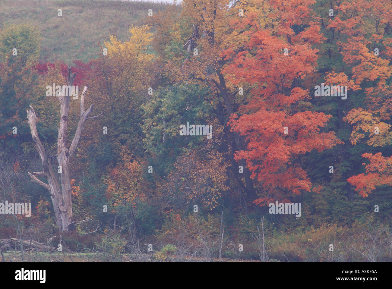 UNITED STATES MINNESOTA Maplewood State Park Maples on edge of marsh ...