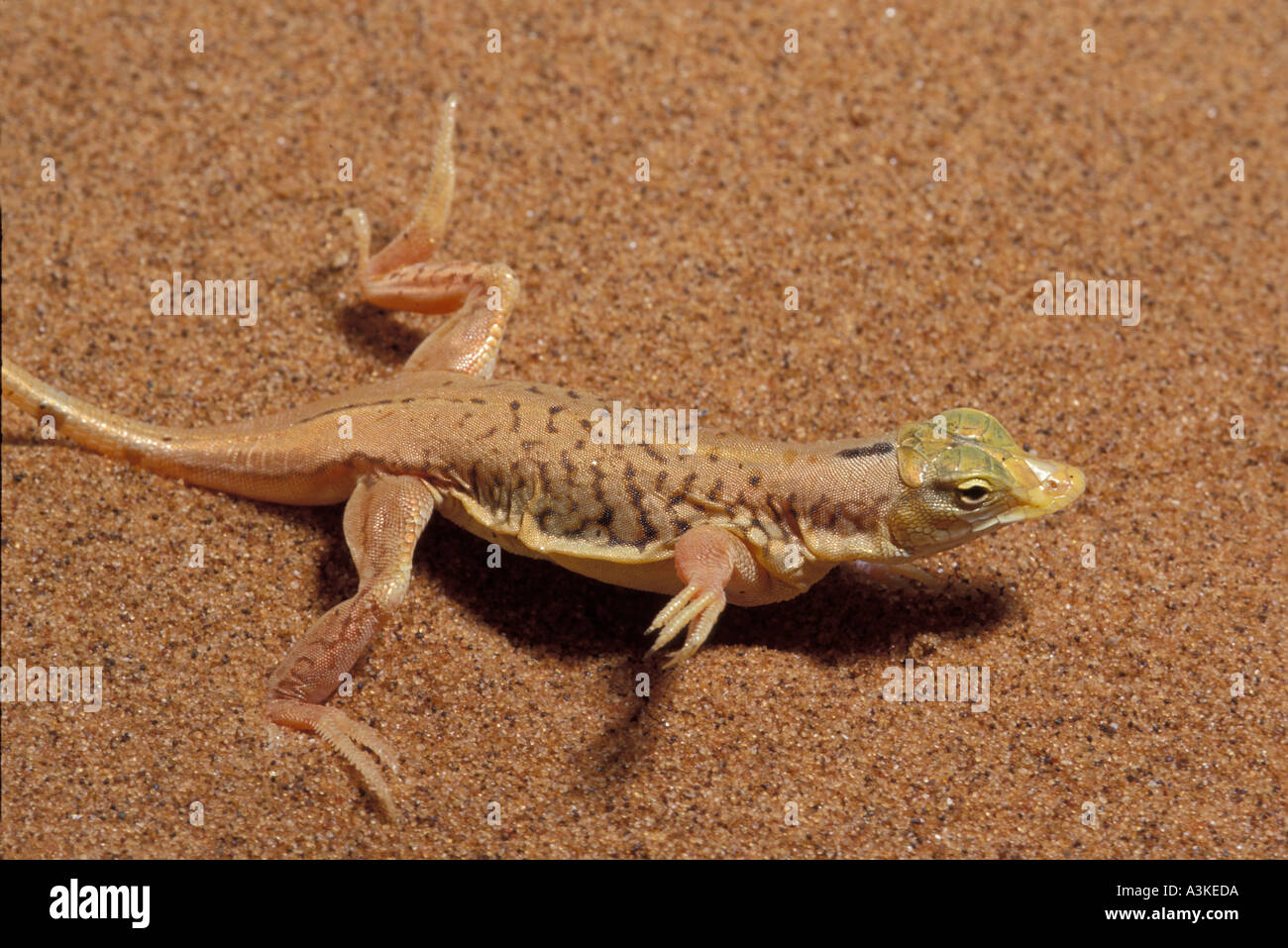 Snouted lizard hi-res stock photography and images - Alamy
