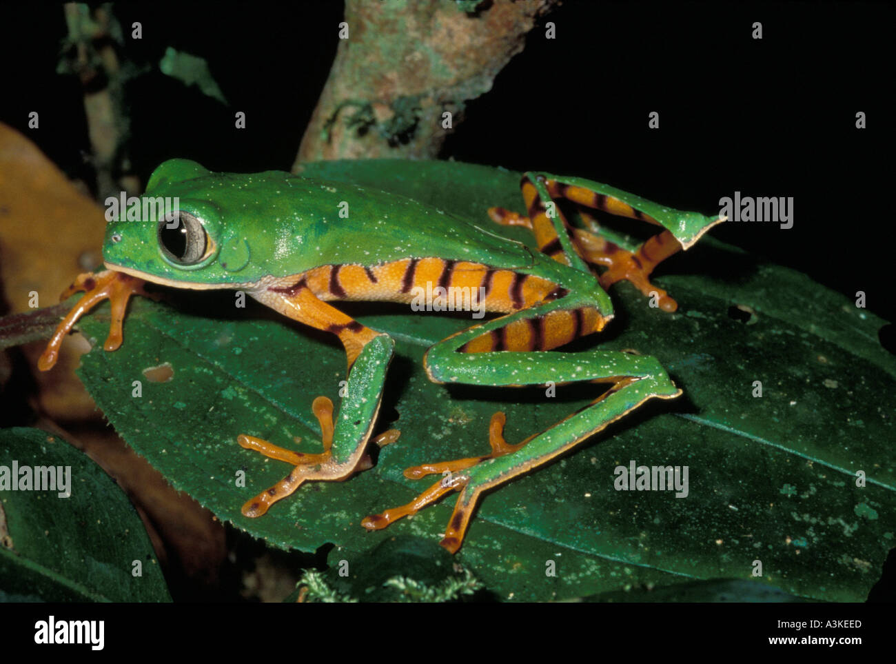 Frog and leaf hi-res stock photography and images - Alamy