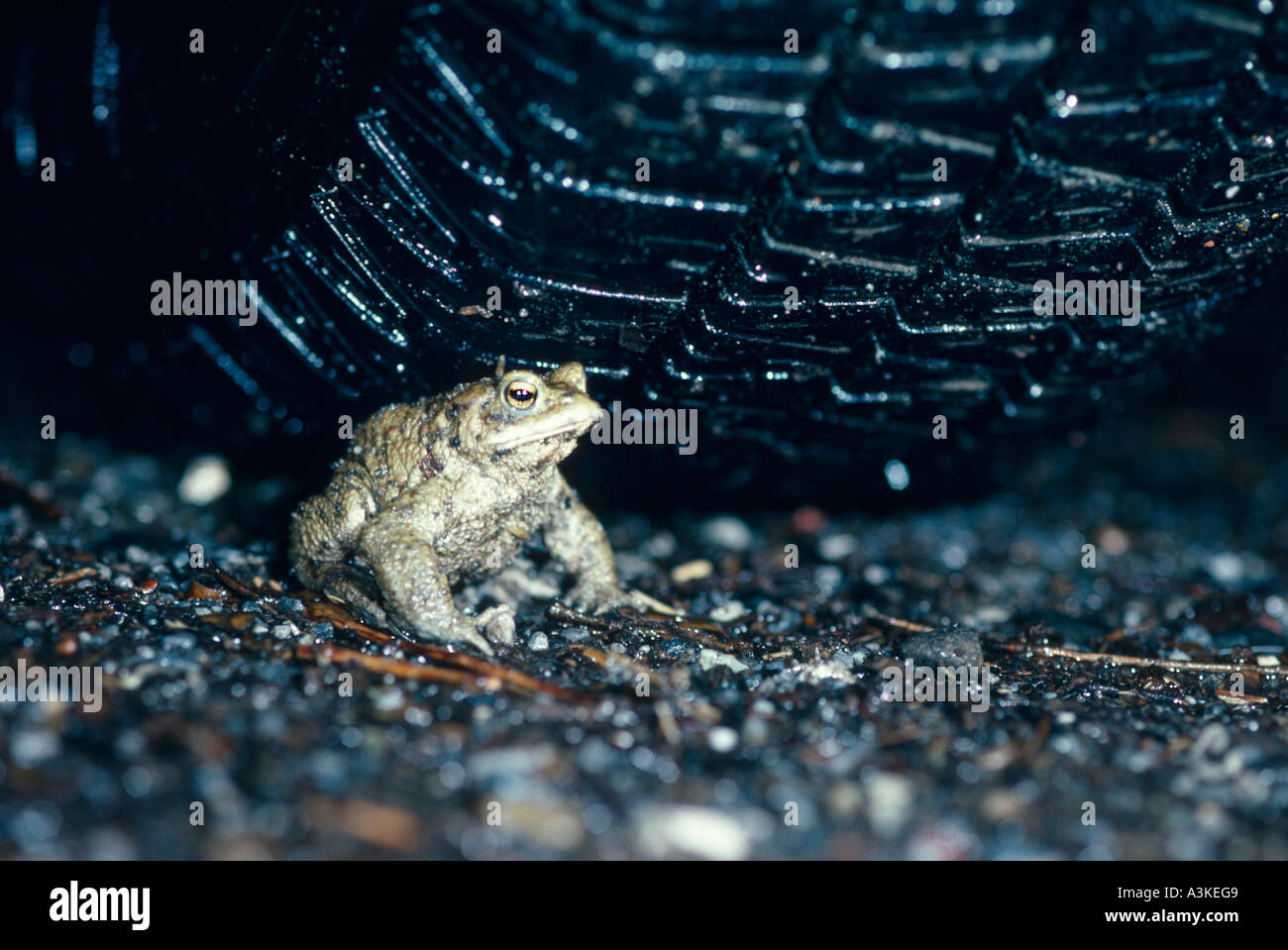 Migration highway route hi-res stock photography and images - Alamy