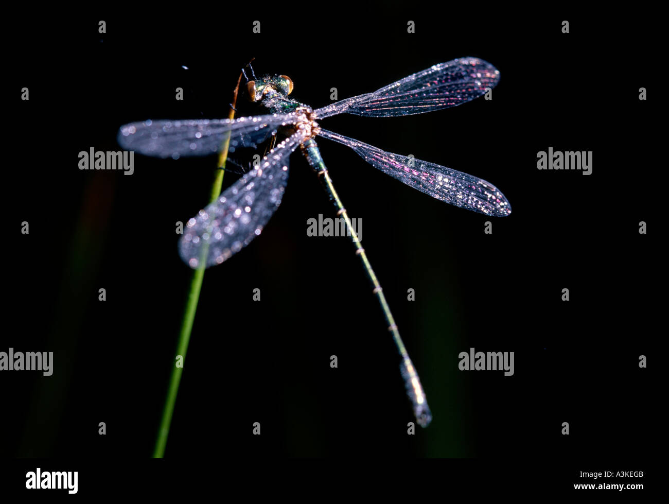 Small Dragonfly on cane, Muensterland, Germany Stock Photo - Alamy