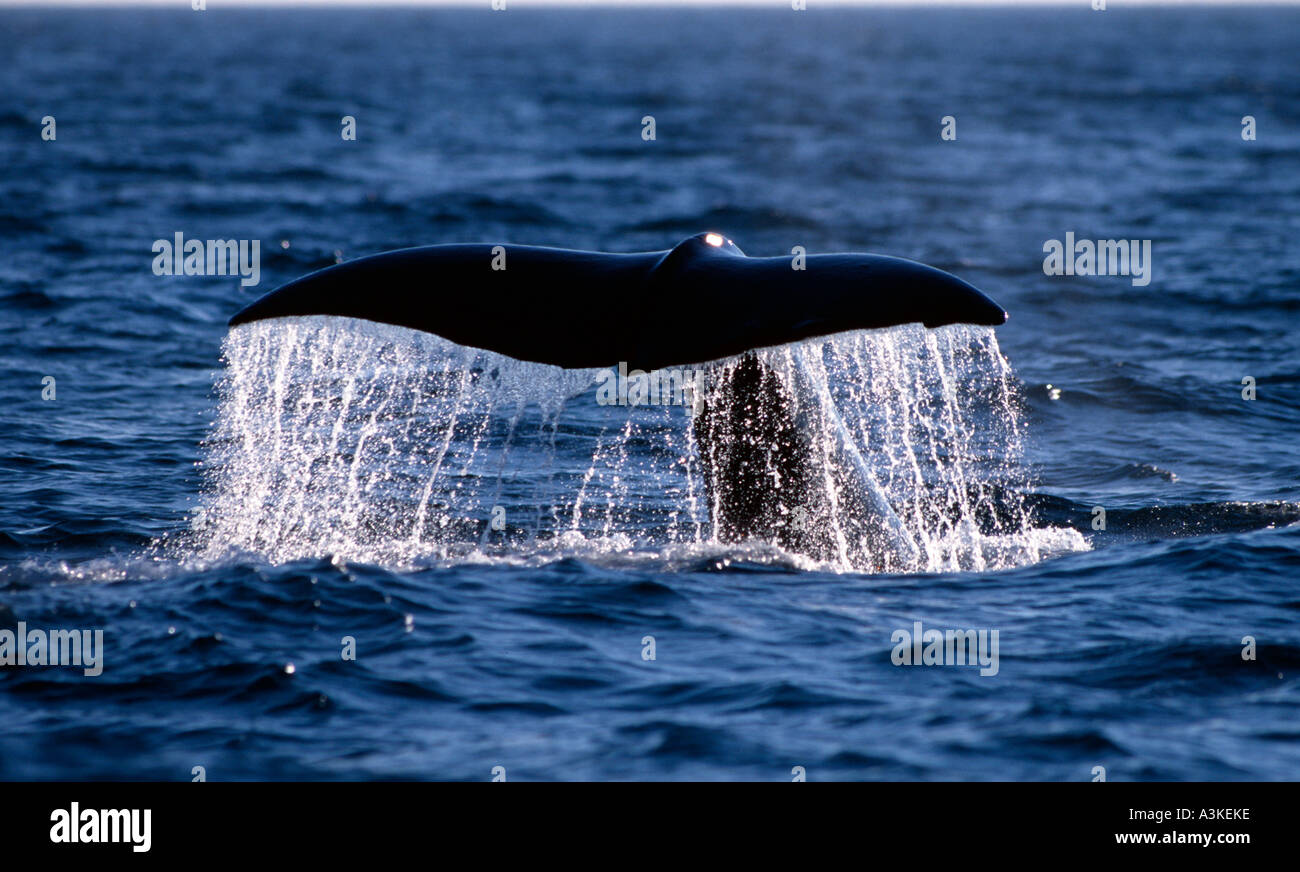 Spermwhales Stock Photos & Spermwhales Stock Images - Alamy
