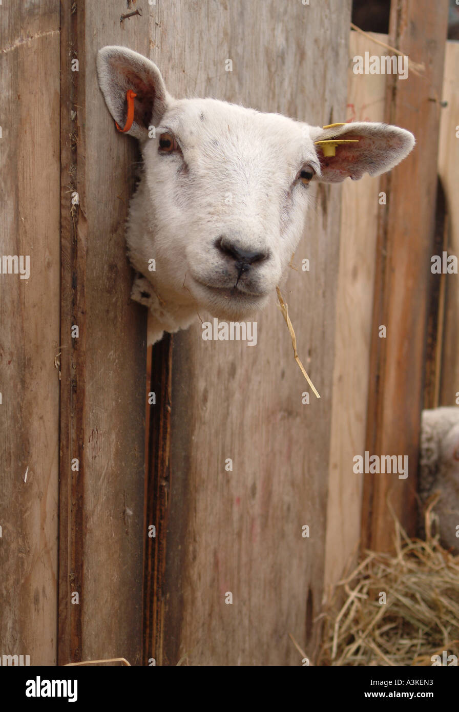 Cattle Farming Box High Resolution Stock Photography and Images - Alamy