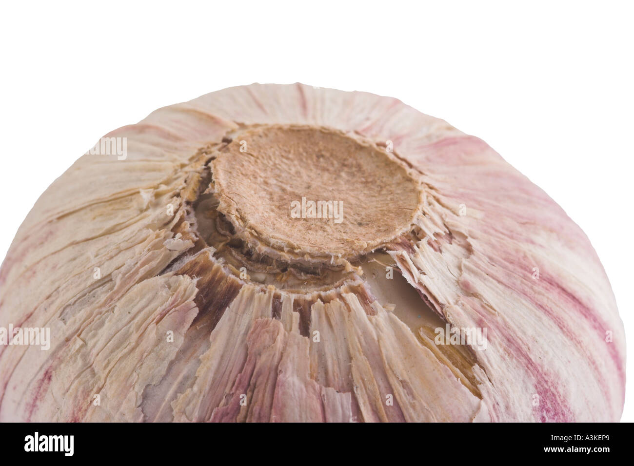 Garlic, close up studio shot, isolated Stock Photo - Alamy