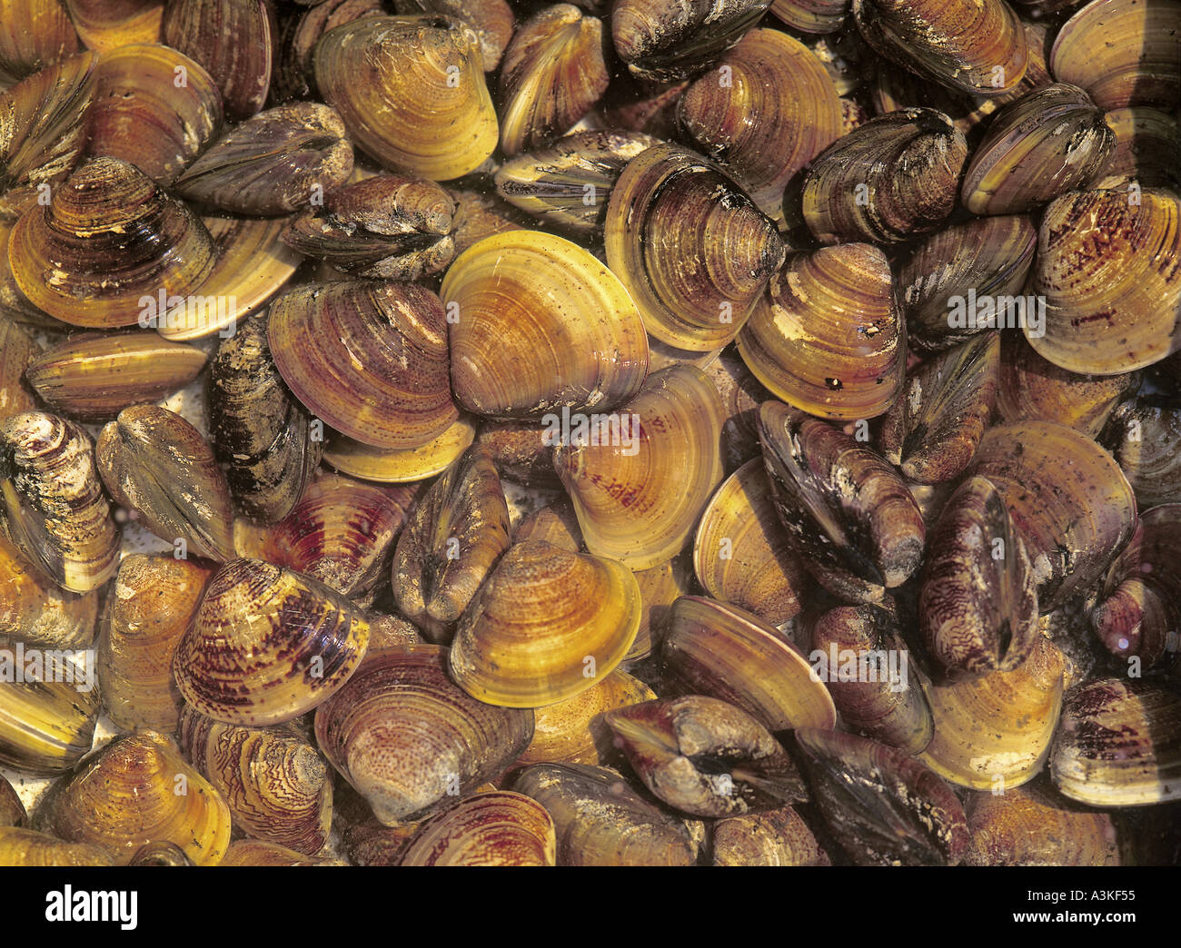 Clam door hi-res stock photography and images - Alamy