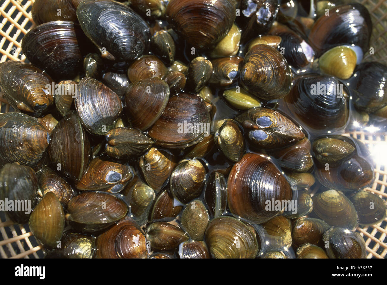 Freshwater bivalve hi-res stock photography and images - Alamy