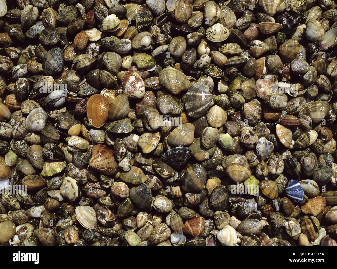 Short necked clam Stock Photo - Alamy