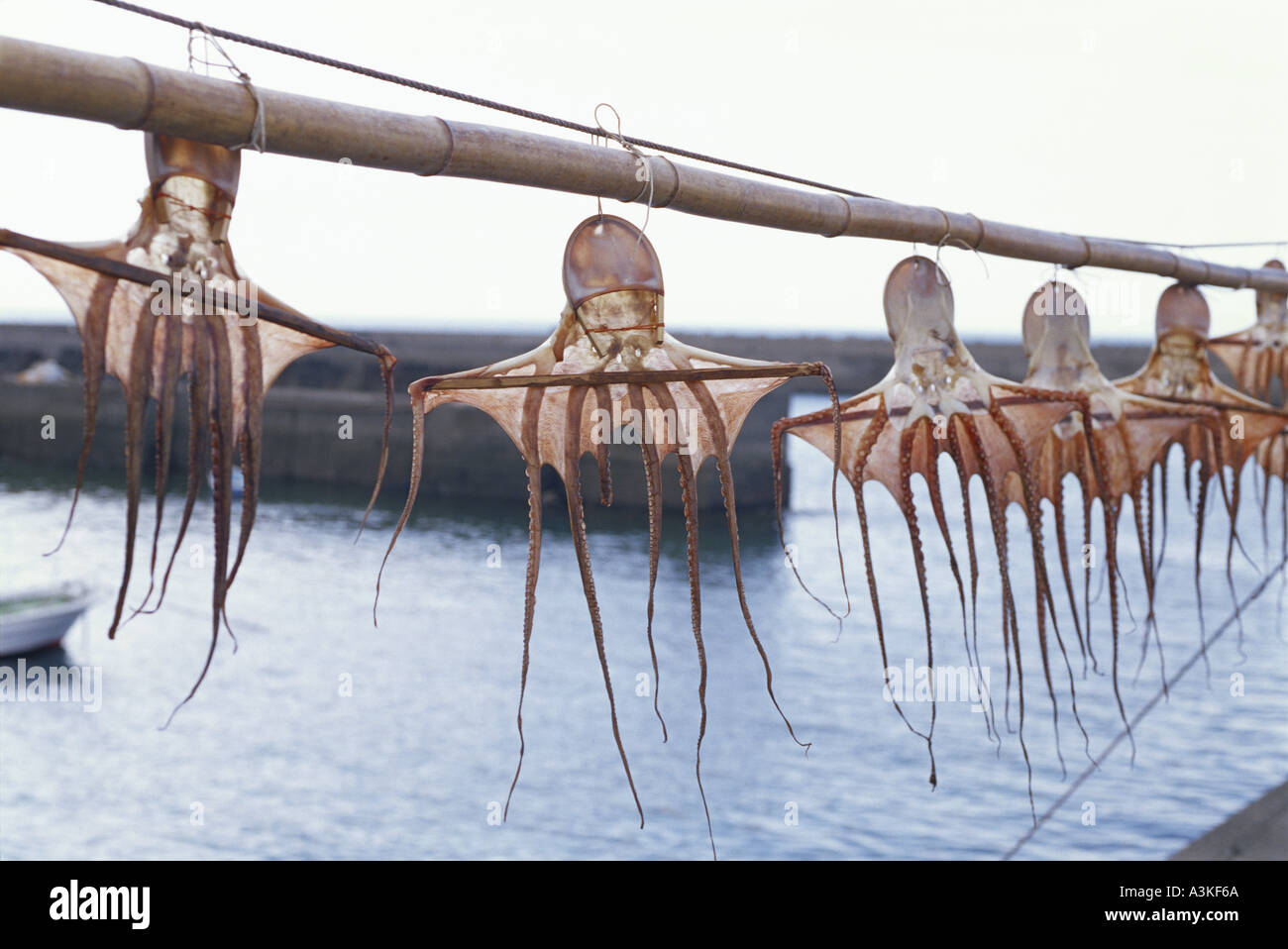 Dried octopuses hi-res stock photography and images - Alamy