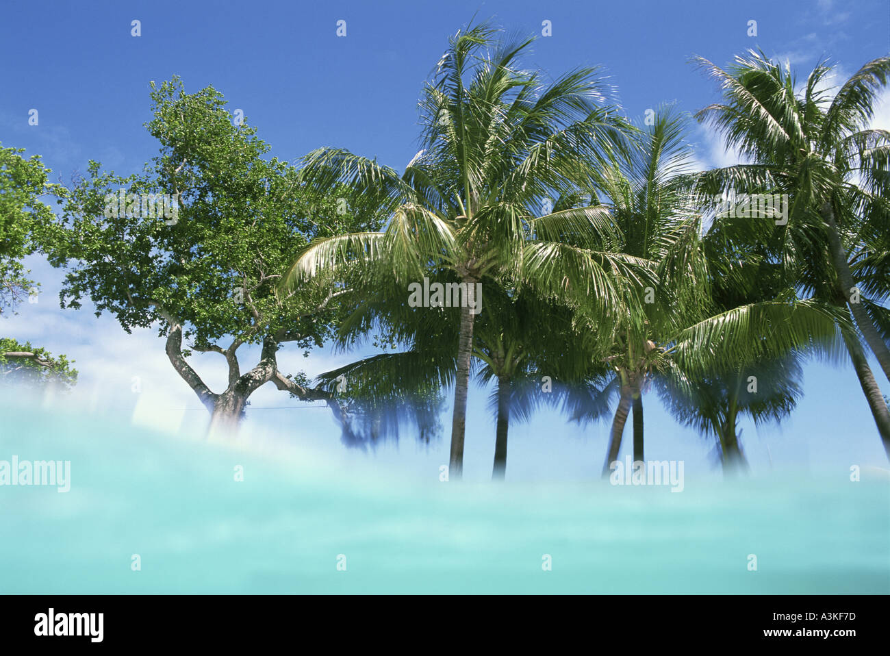 Plam trees in sky hi-res stock photography and images - Alamy