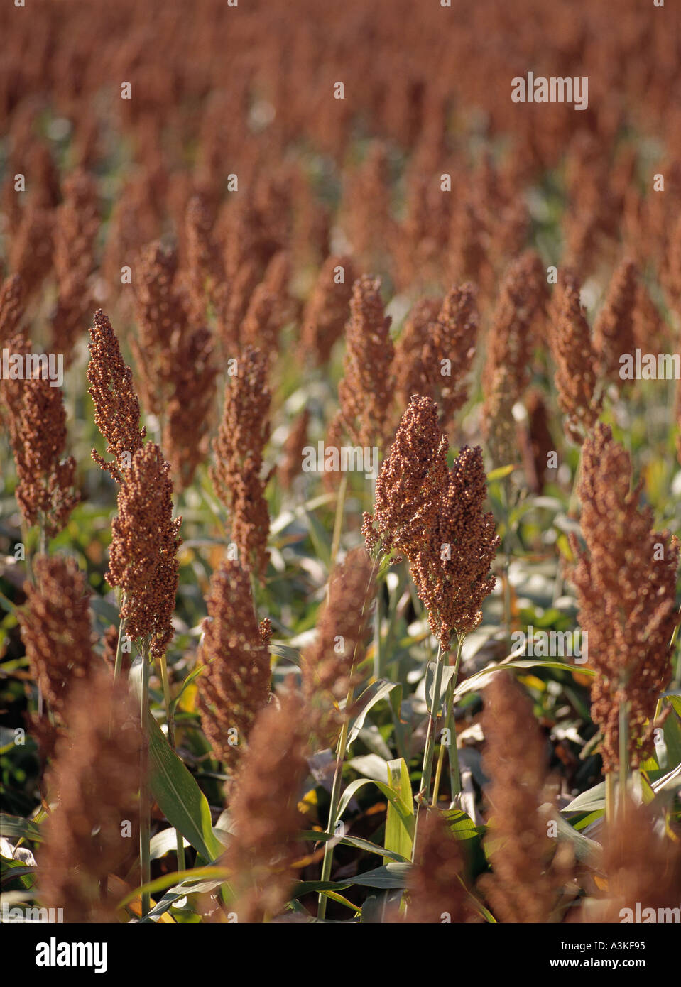 Milo seed hi-res stock photography and images - Alamy