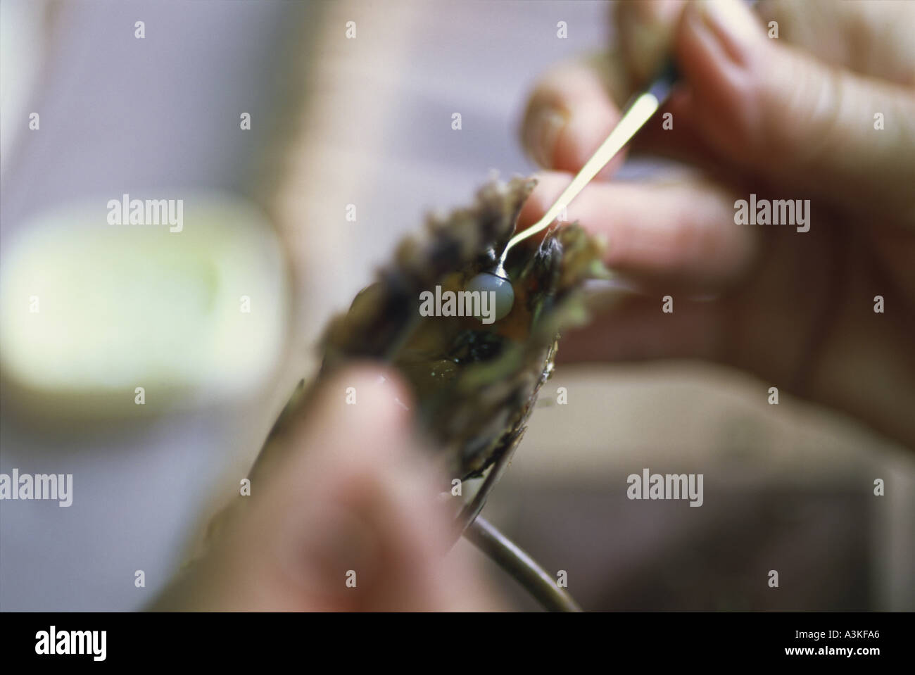 Cultivation of pearls hi-res stock photography and images - Alamy
