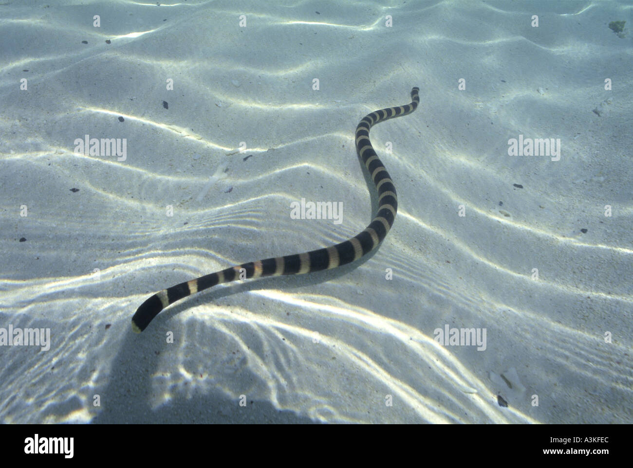 New caledonia snakes hi-res stock photography and images - Alamy