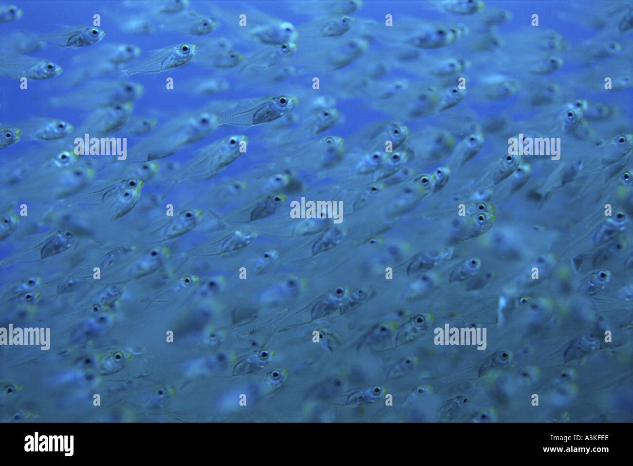 Japan sports day school hi-res stock photography and images - Alamy