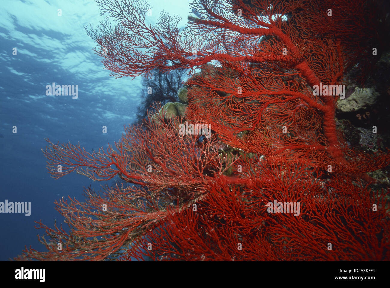 Red corals japan hi-res stock photography and images - Alamy