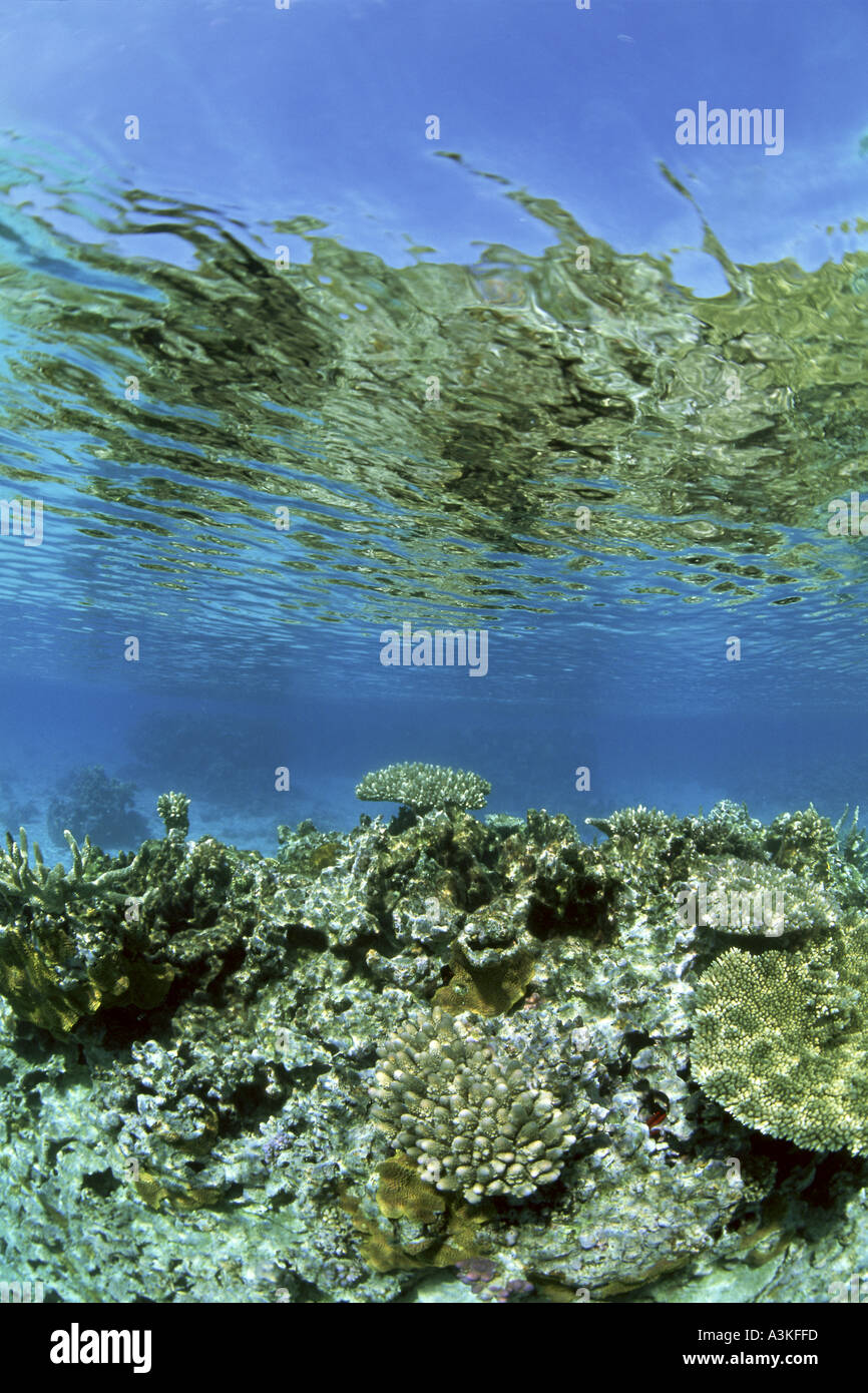 Coral reefs underwater new caledonia hi-res stock photography and ...