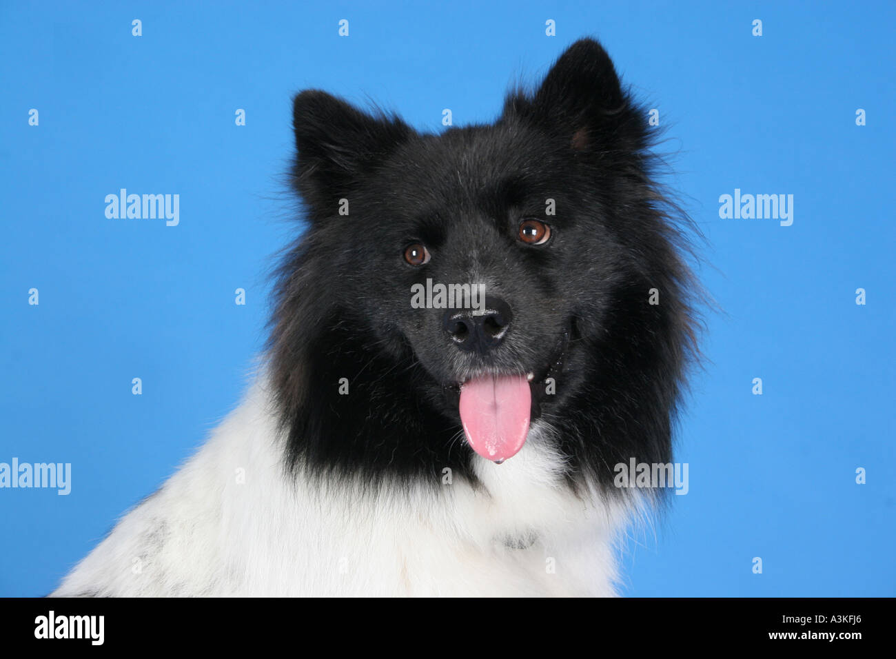 Samojede animals hi-res stock photography and images - Alamy