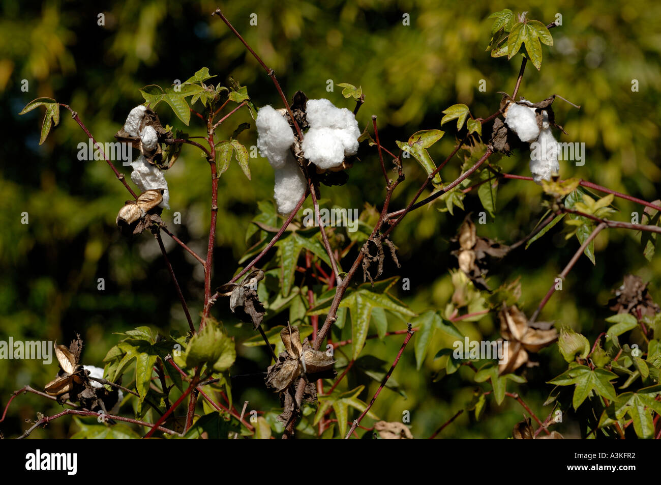 Agriculture Closeup of maturing cotton plants at the defoliant stage ...