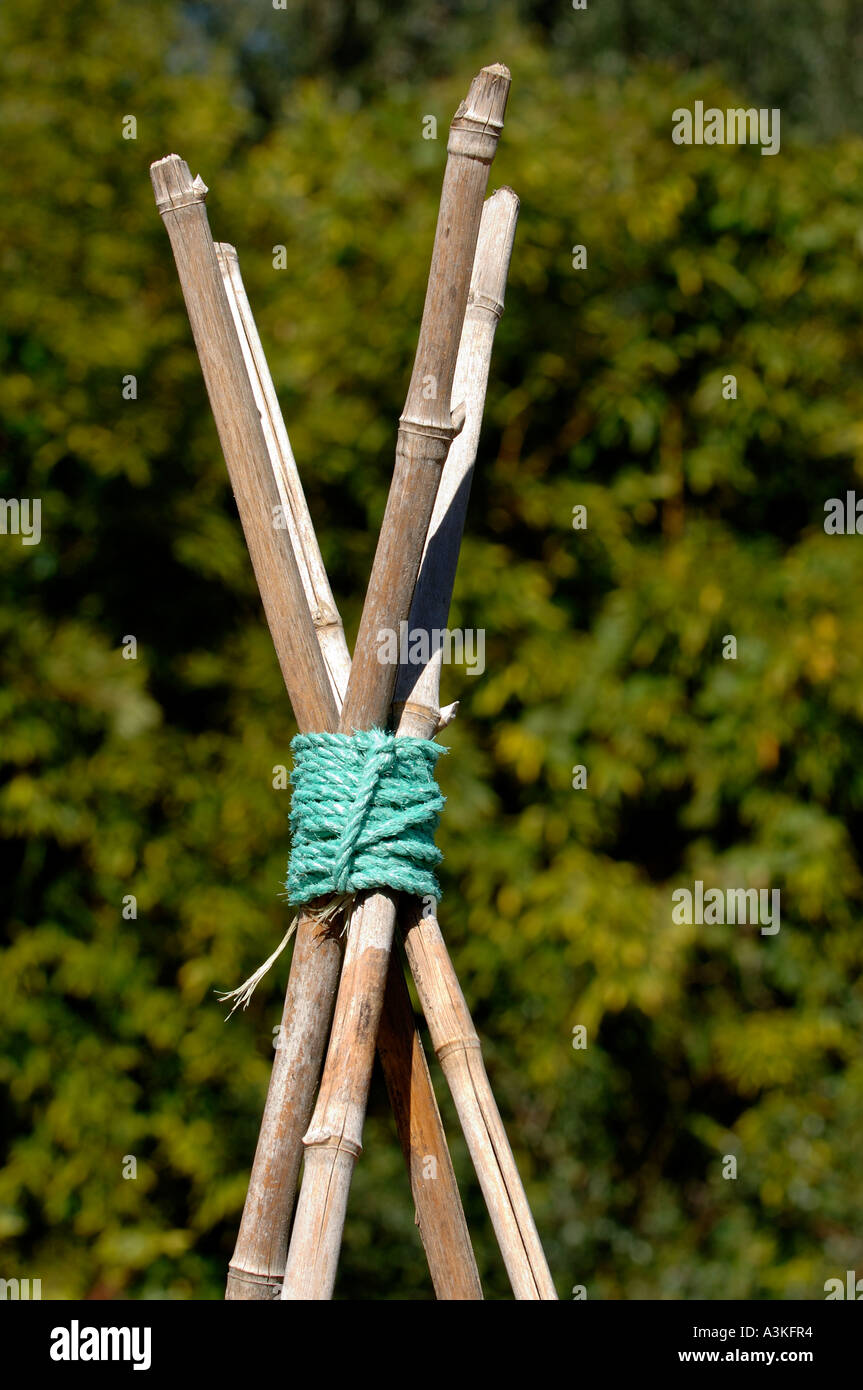 Poles used for plant support Stock Photo - Alamy
