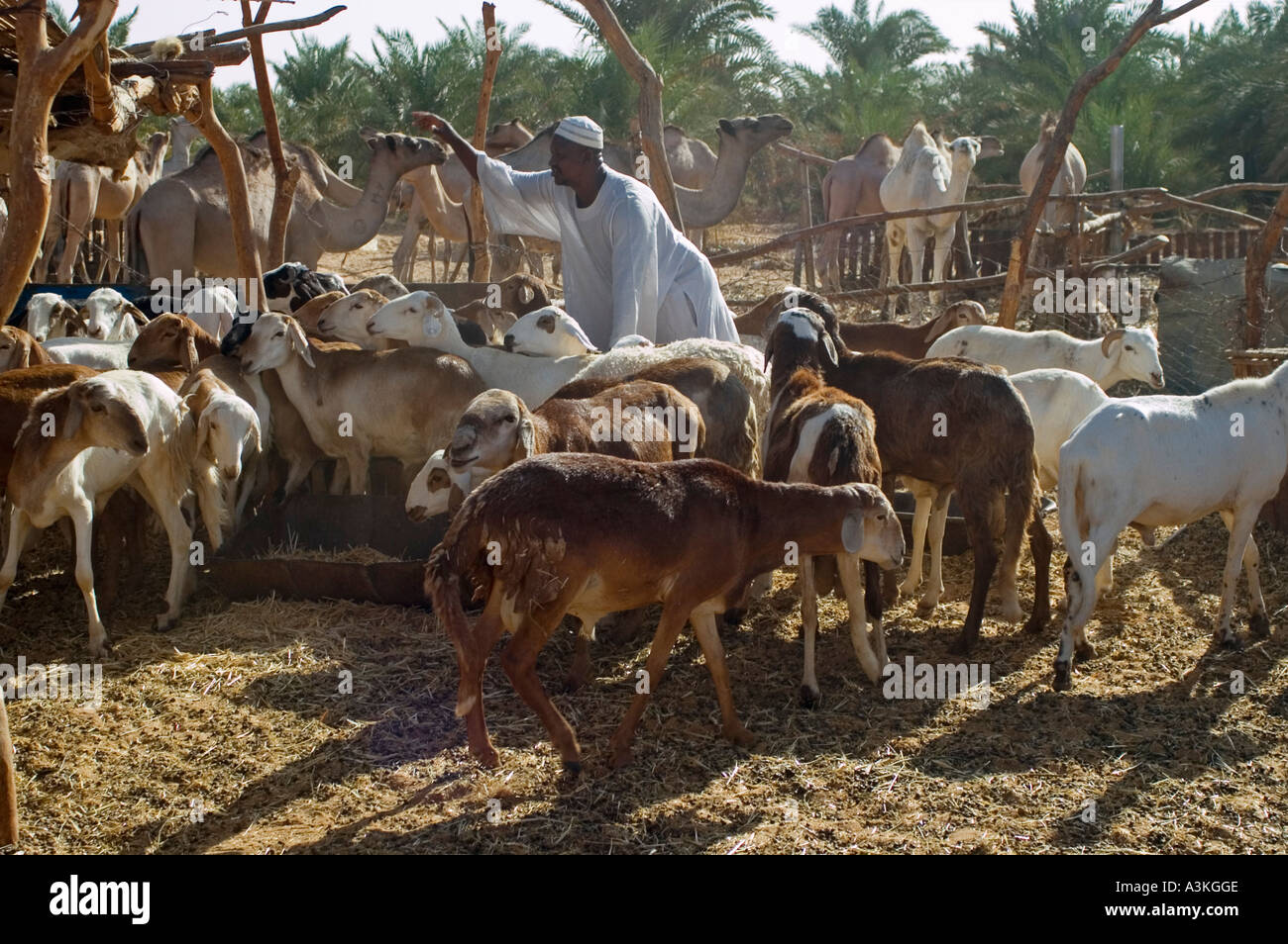 Man with sheep at the camel market of Kufra, Kufrah, Libya Stock Photo ...