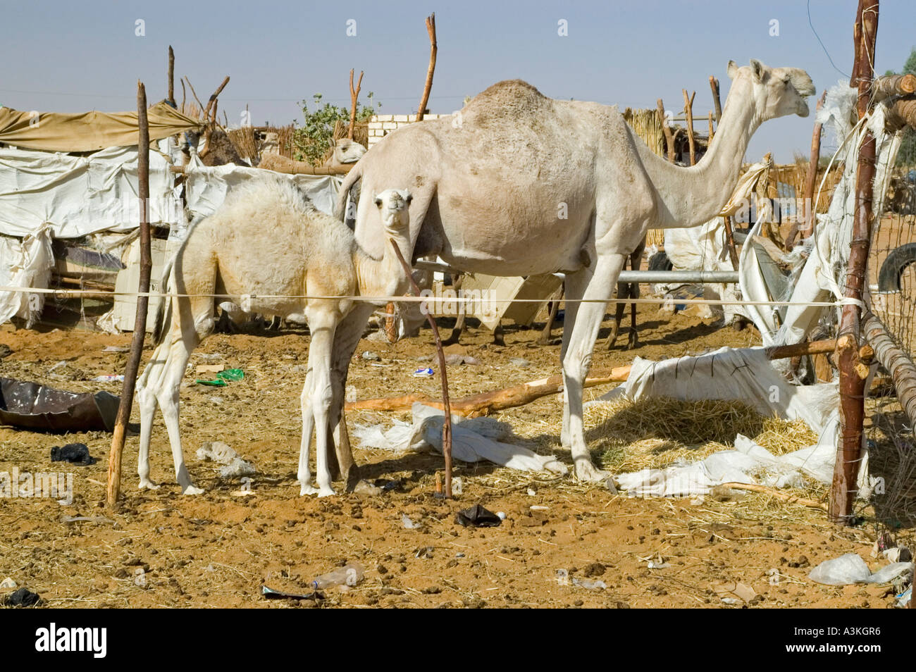 Camel at the camel market at Kufra, Kufrah oasis, Libya Stock Photo - Alamy
