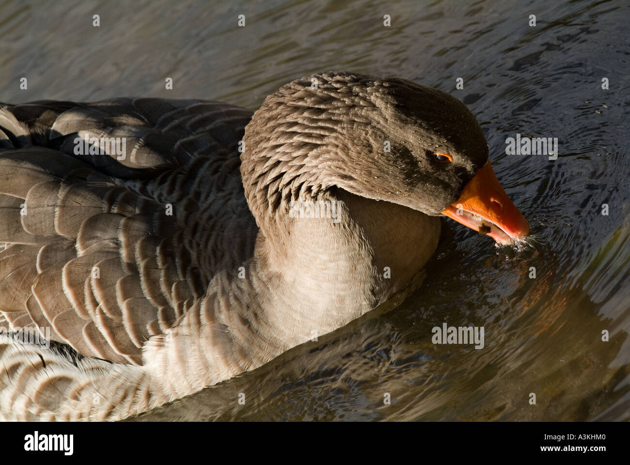 Eider Duck (Somateria mollissima) forages for food in a pond Stock ...