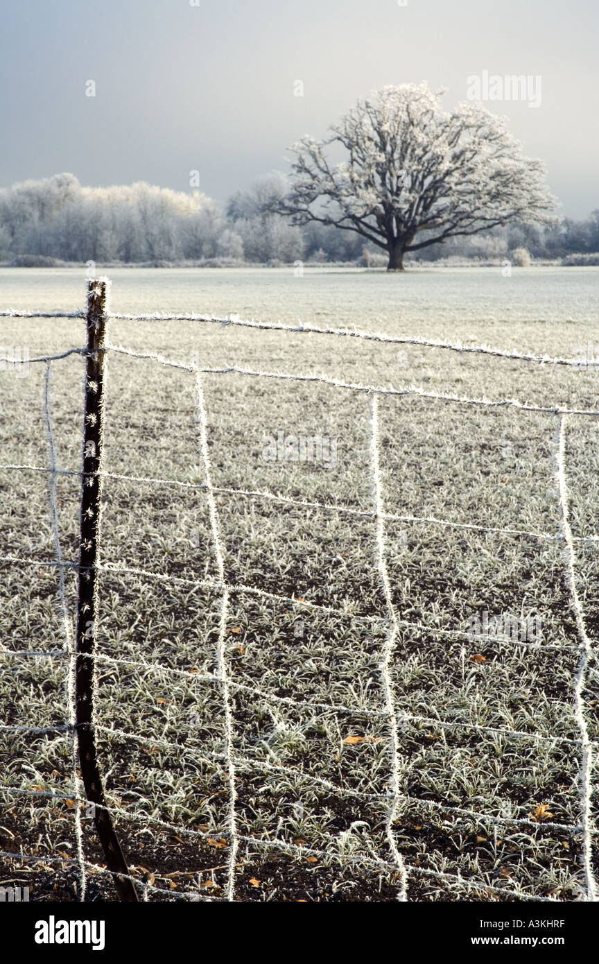 A solitary frost covered oak tree in a frosty grass field with frosty ...