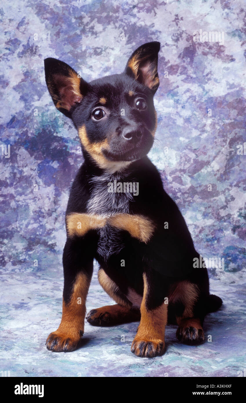 Bred creatures hi-res stock photography and images - Alamy