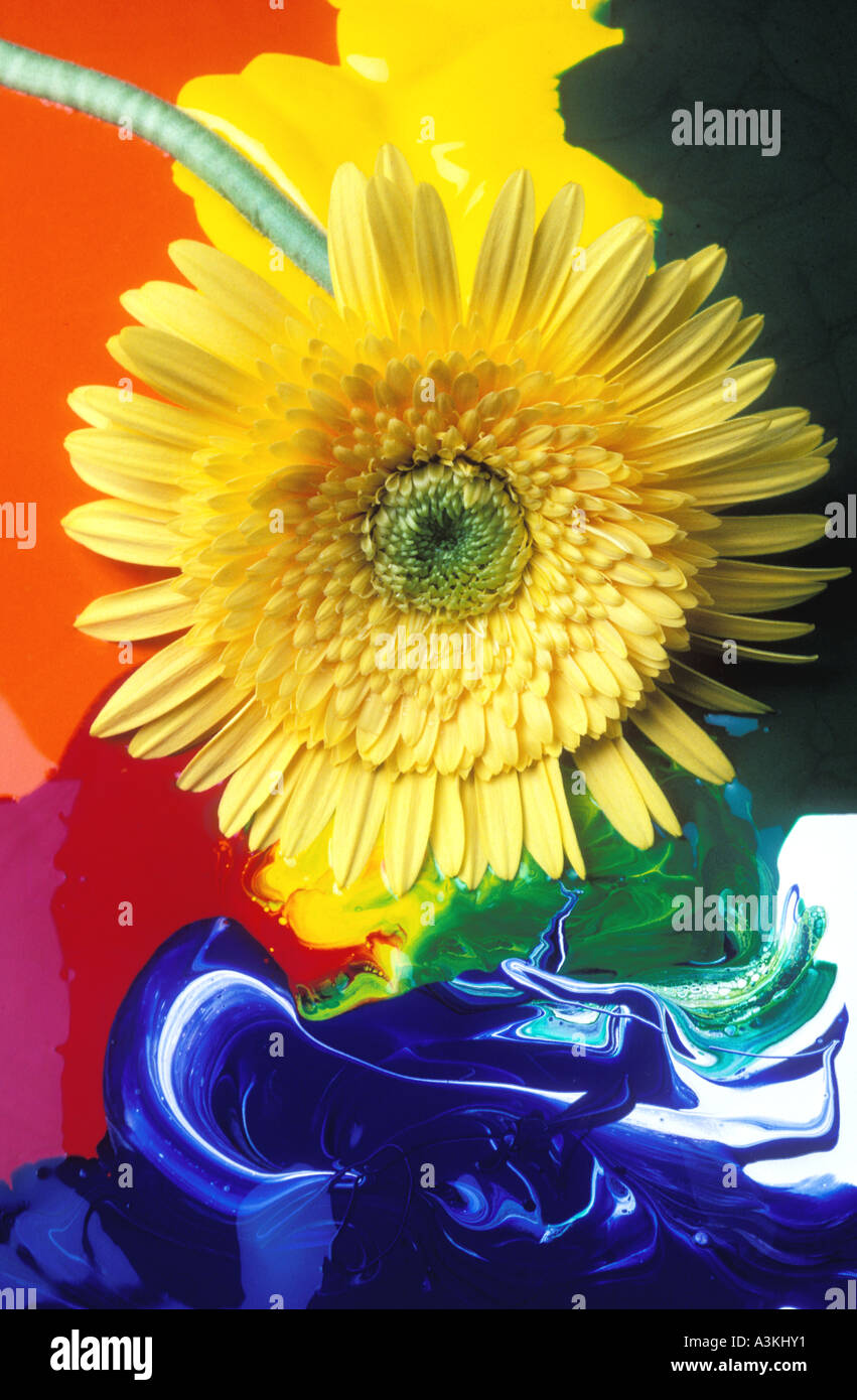 Large yellow daisy with colored paint Stock Photo - Alamy