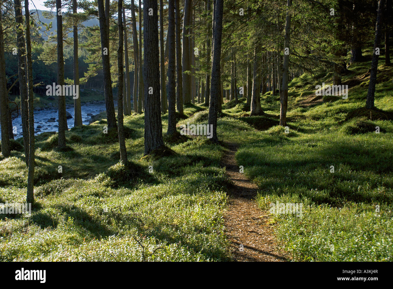 Morning in the Forest of Mar River Dee Linn of Dee Glen Quoich near ...