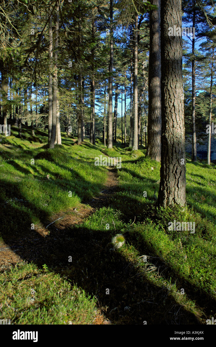 Morning in the Forest of Mar River Dee Linn of Dee Glen Quoich near ...